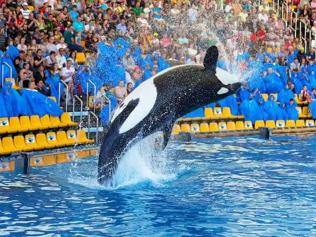 Loro Parque Entry Ticket and Shows 2023 Tenerife | passforless.com