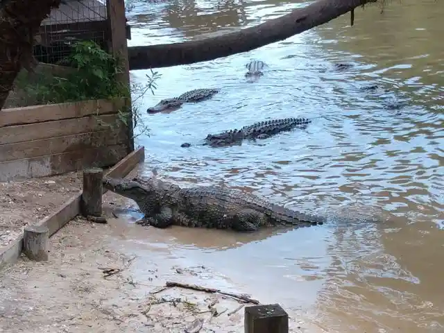 Wild Florida Gator Park Admission Ticket 2026 Orlando